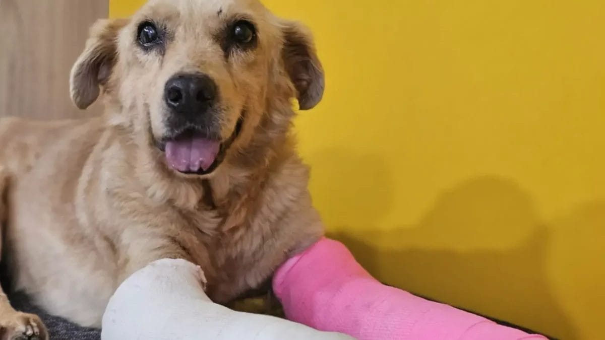 Activistas piden que se castigue con pena máxima al agresor del perro ...